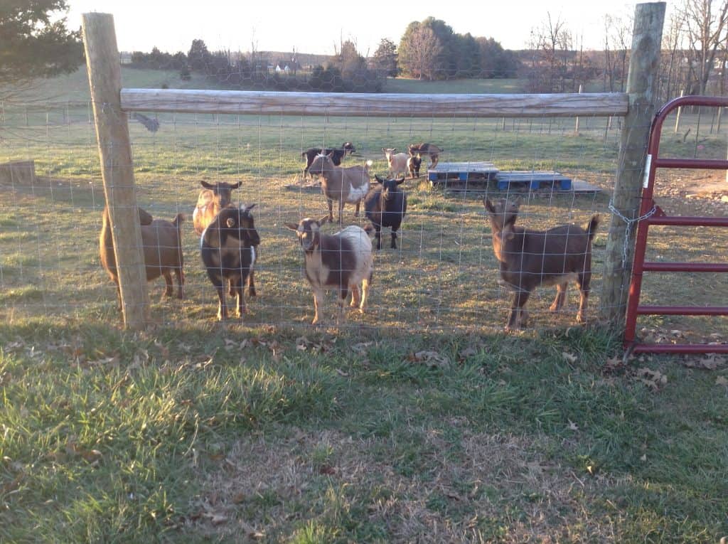 How to Start Homesteading for Beginners - Mranimal Farm