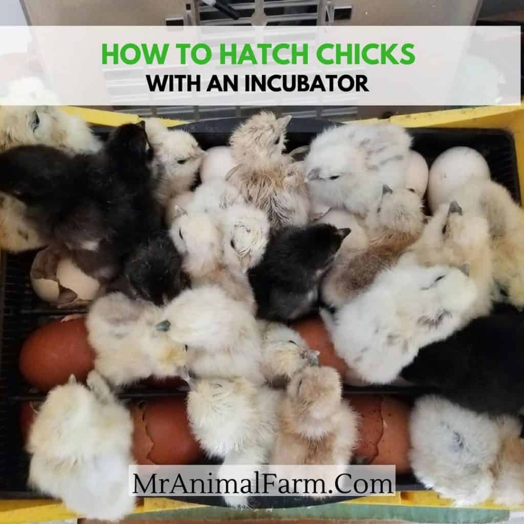 Incubate Chicken Eggs - How To Hatch Chicks At Home!