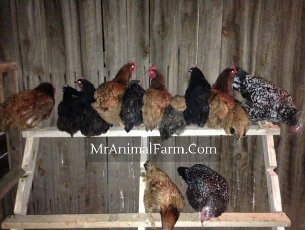 Introducing New Chickens To The Flock - A How To Guide