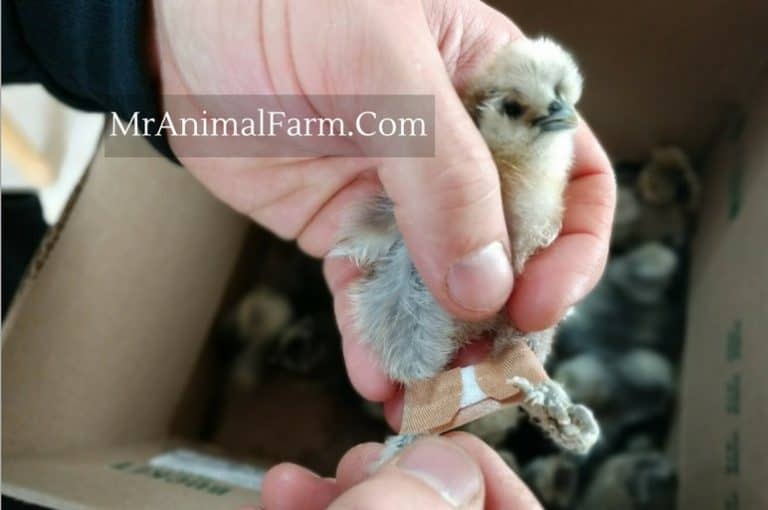 Spraddle Leg: How To Correct Splayed or spraddle Leg In Baby Chicks