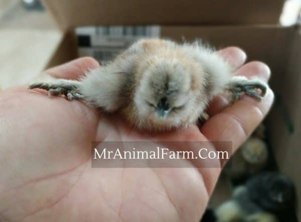 Spraddle Leg: How To Correct Splayed or spraddle Leg In Baby Chicks