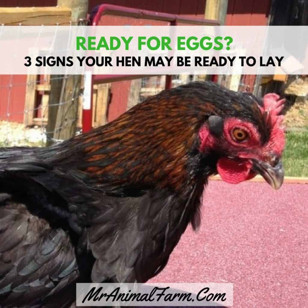 When do Chickens Start Laying Eggs? -Signs Your Hen Is Ready to Lay