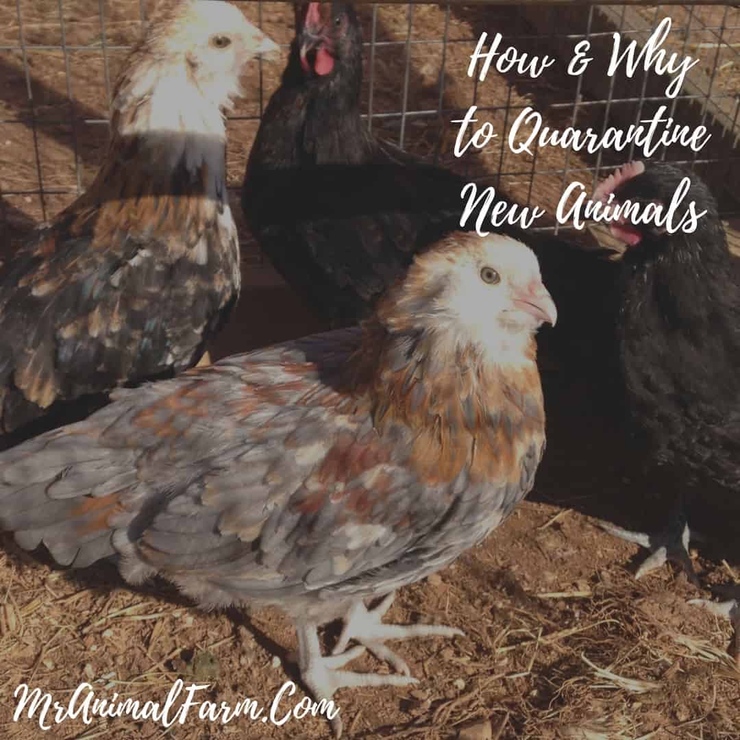 How and Why to Quarantine New Animals - Mranimal Farm