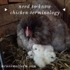 Chicken Terminology - Need to Know Chicken Terms - Mranimal Farm