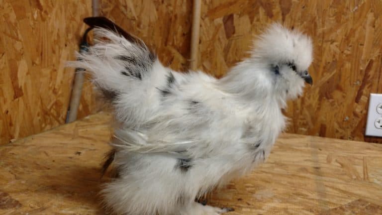 Paint Silkies - Mranimal Farm