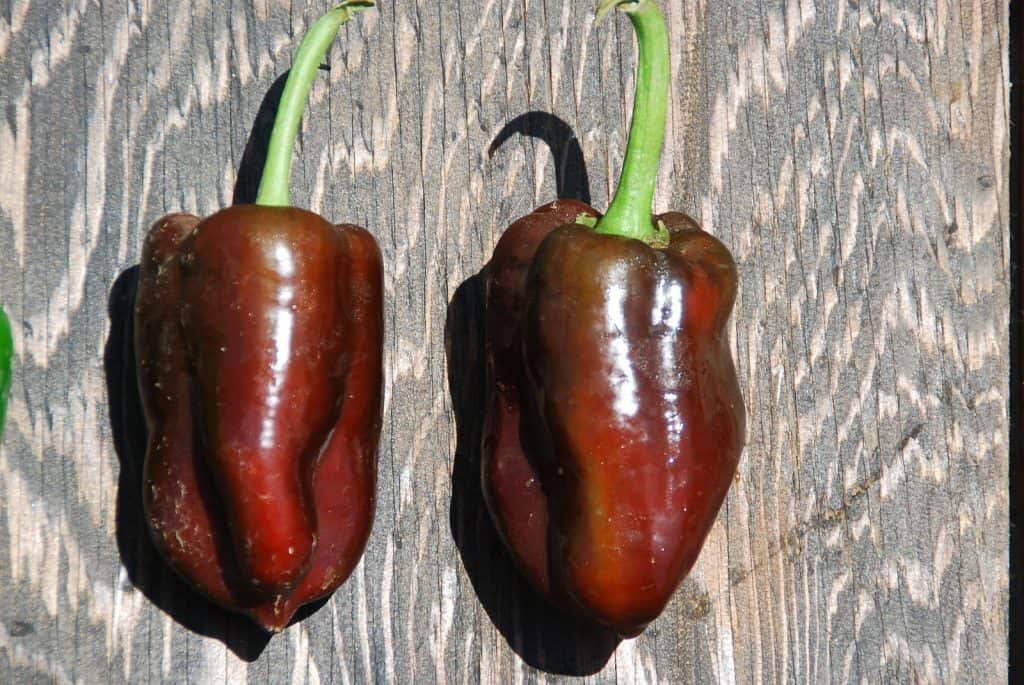 Types of Peppers: Pepper Varieties You Should Try - Mranimal Farm