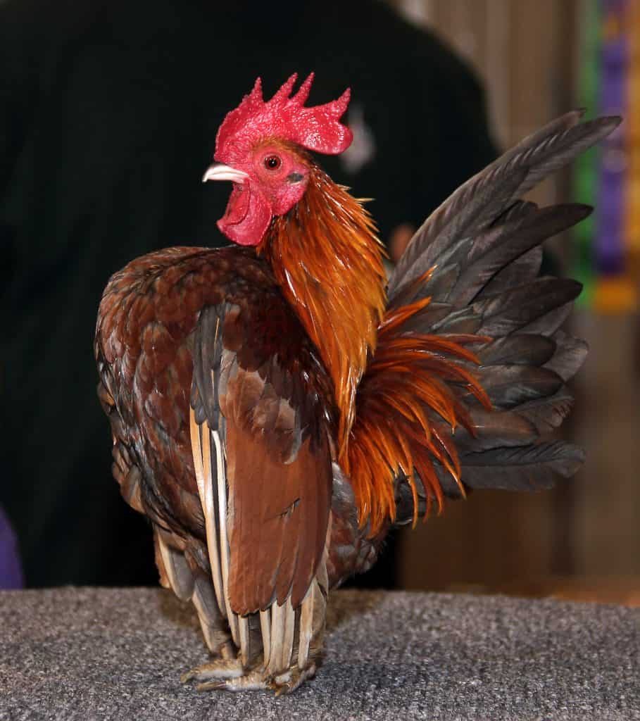 Bantam Chickens - What Are Bantam Chicken Breeds?