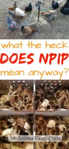 NPIP Certification - What Does It Mean & How to Get it? - Mranimal Farm