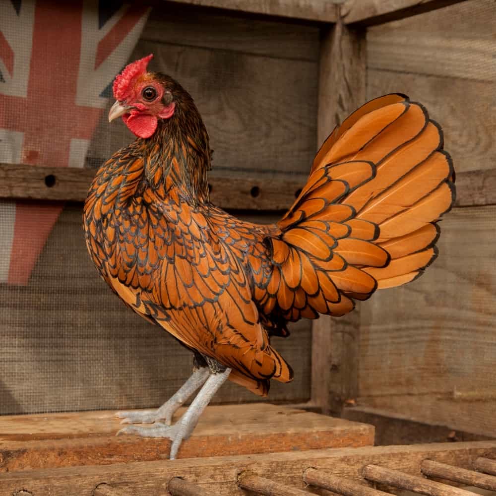 Bantam Chickens - What Are Bantam Chicken Breeds?