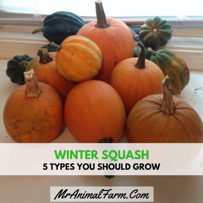 Winter Squash - 5 Types of Winter Squash You Should Grow - Mranimal Farm