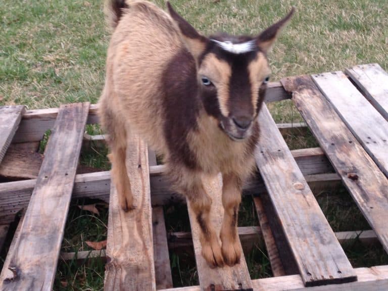 Dairy Goat Breeds - 9 Best Goat Breeds for Milk Production