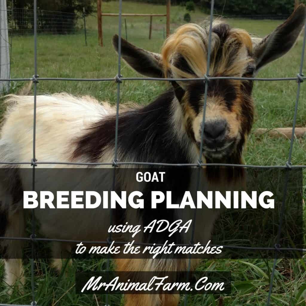 Goat Breeding Planning - Using ADGA to Make the Right Matches