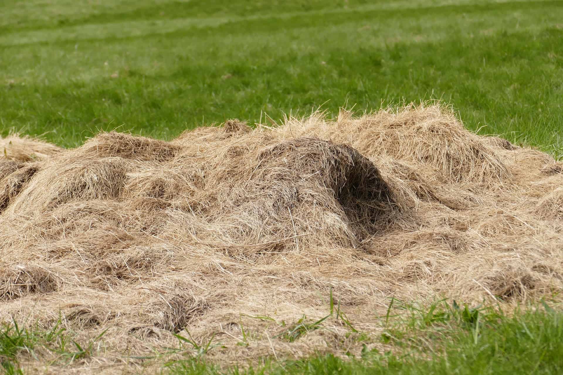 Chaffhaye Benefits - Hay Replacement or Supplement for Goats - Mranimal ...