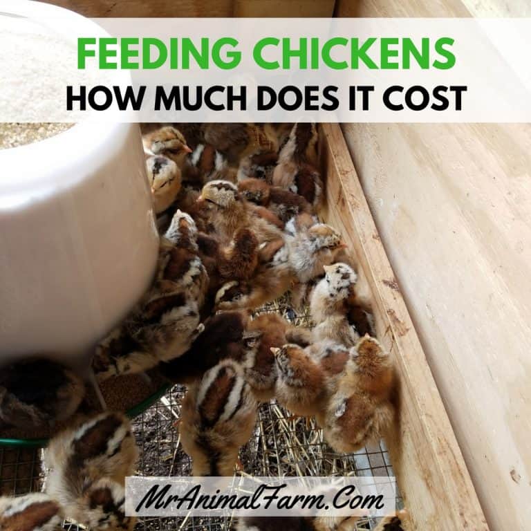 Feeding Chickens How Much Does It Cost To Feed Chickens Mranimal Farm Feeding Chickens How Much Does It Cost To Feed Chickens Mranimal Farm