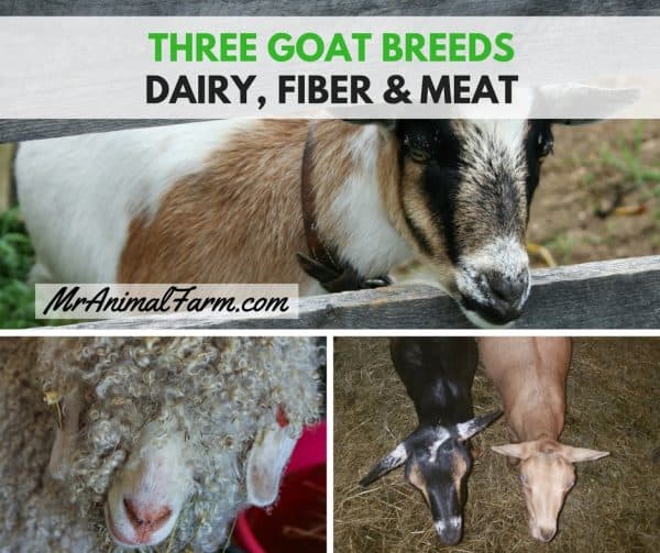 Goat Breeds - 3 Types of Goats (Dairy, Fiber, Meat) - Mranimal Farm
