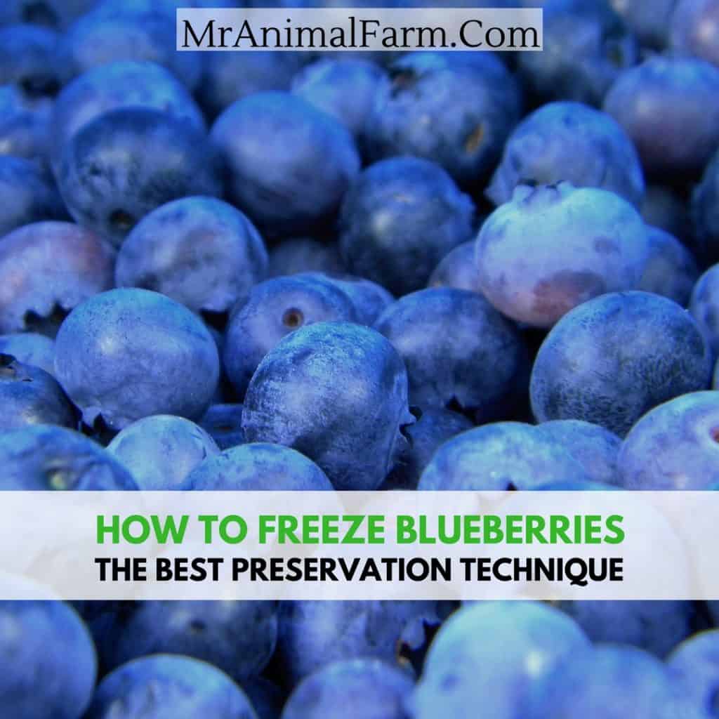 How to Freeze Blueberries - the Best Way to Preserve Blueberries