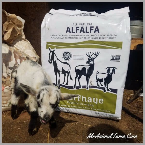 Nigerian Dwarf Goats - The Ultimate Guide to All You Need to Know!