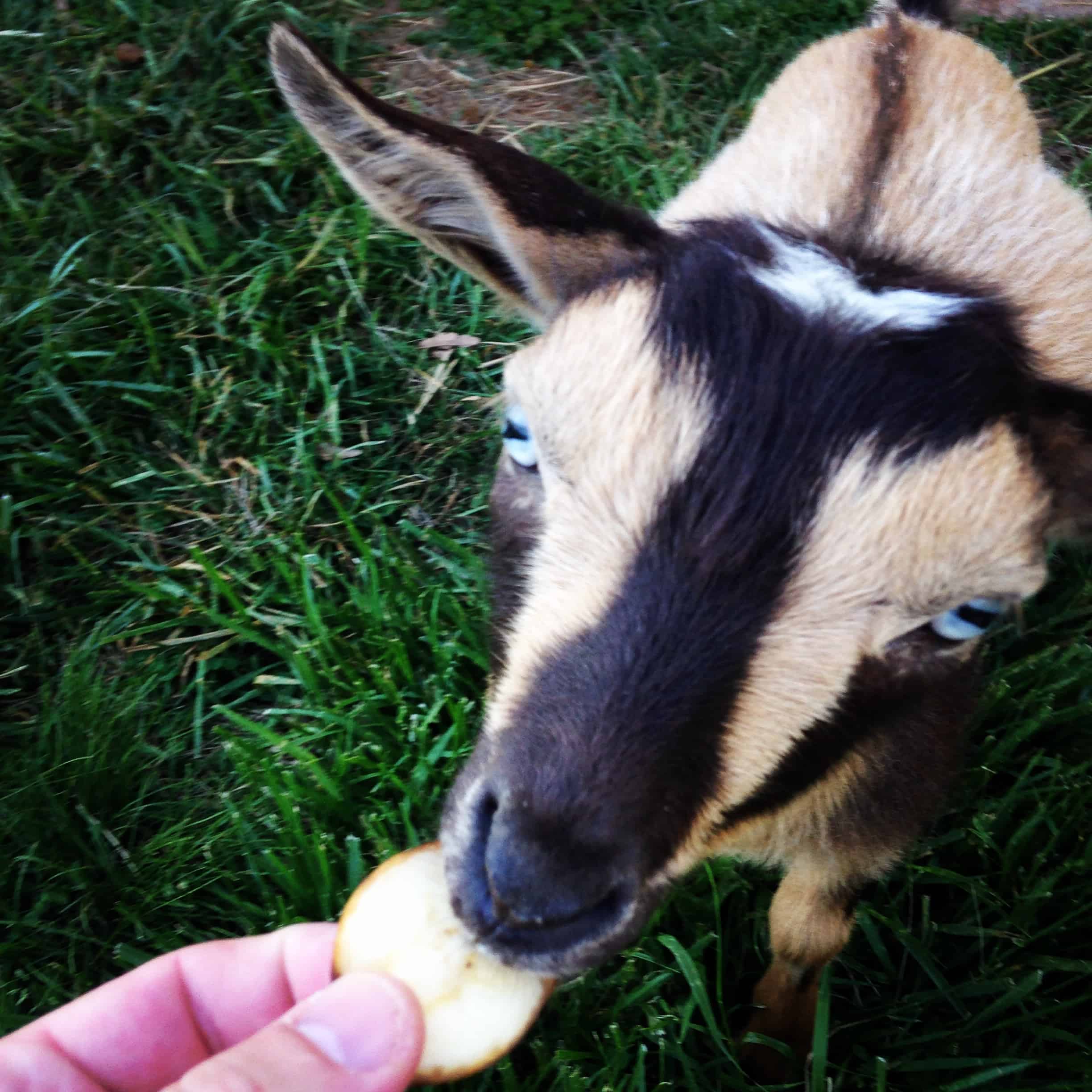 What Do Goats Eat A Guide To Feeding Your Goats