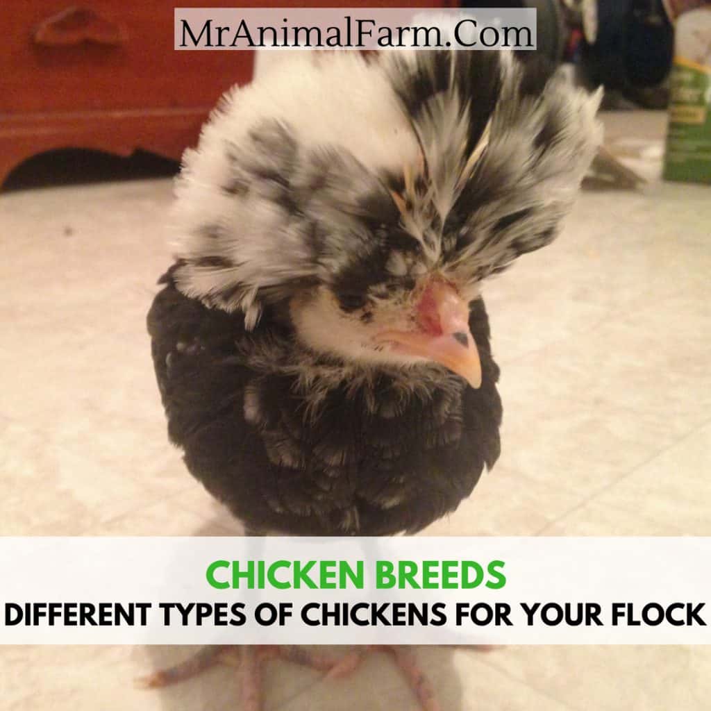 Chicken Breeds: Types of Chickens for Your Flock - Mranimal Farm