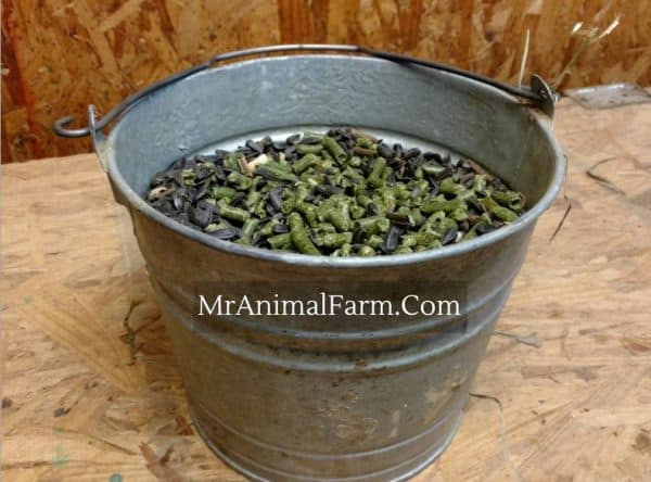 What Do Goats Eat? A Guide To Feeding Your Goats