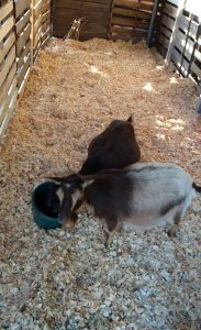 DIY Goat Pen Ideas: Plans To Keep Your Goats Safe - Mranimal Farm