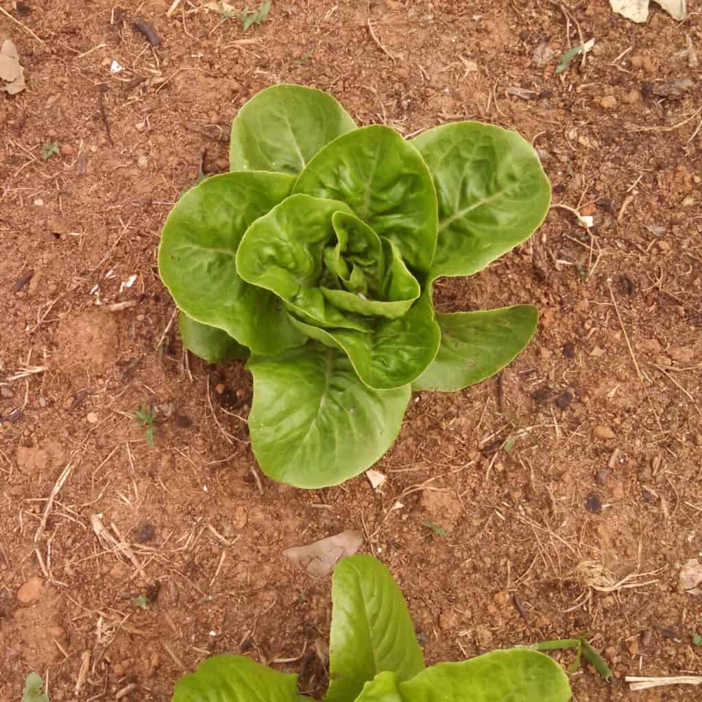 Types of Lettuce - Mranimal Farm