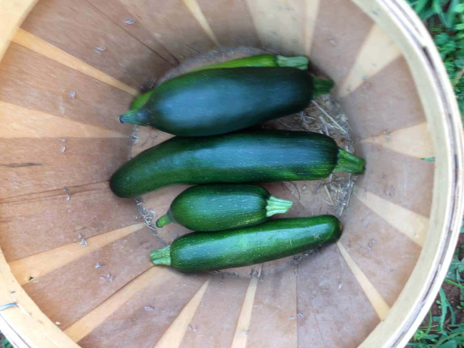 Fastest Growing Vegetables - Mranimal Farm