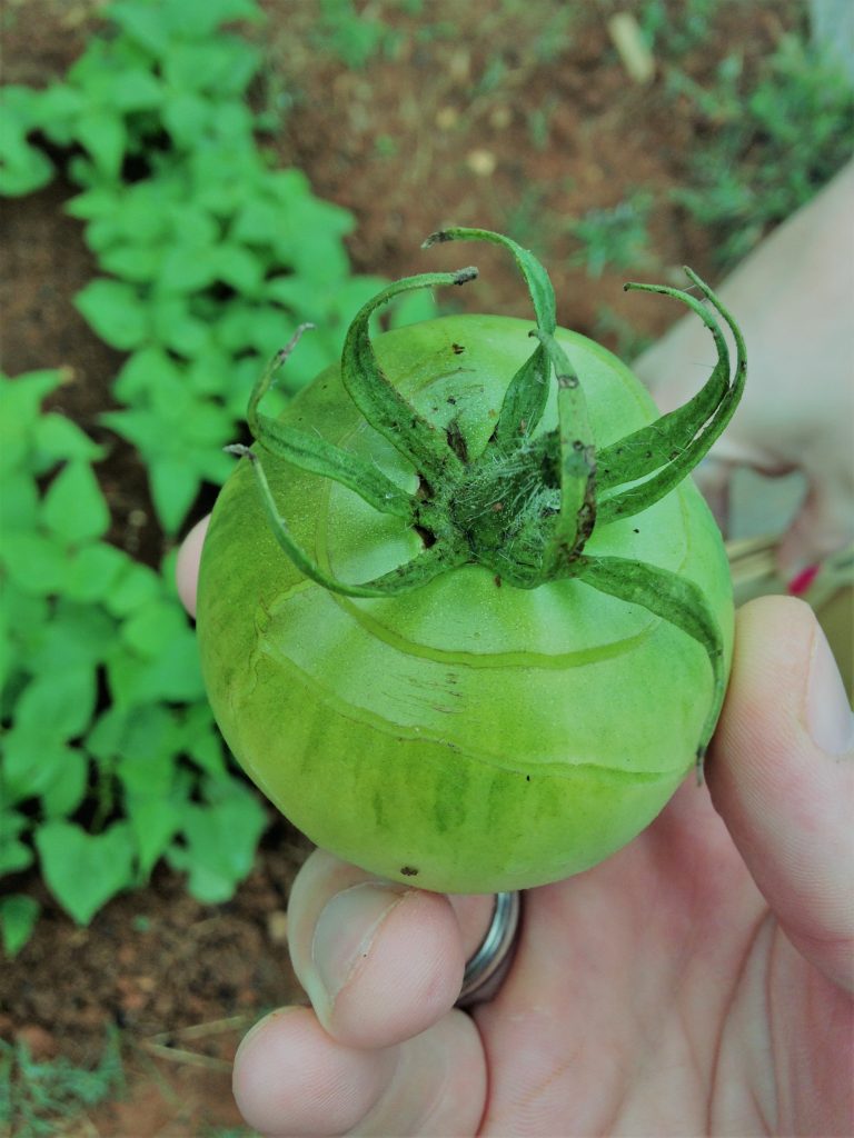 Are Tomatoes A Fruit? | Mranimal Farm