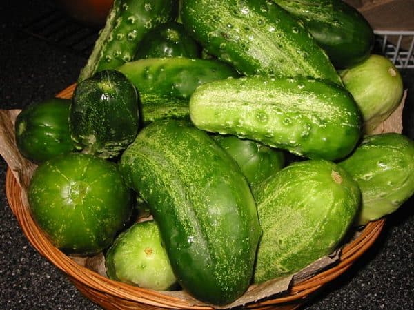 Types of Cucumbers - Mranimal Farm