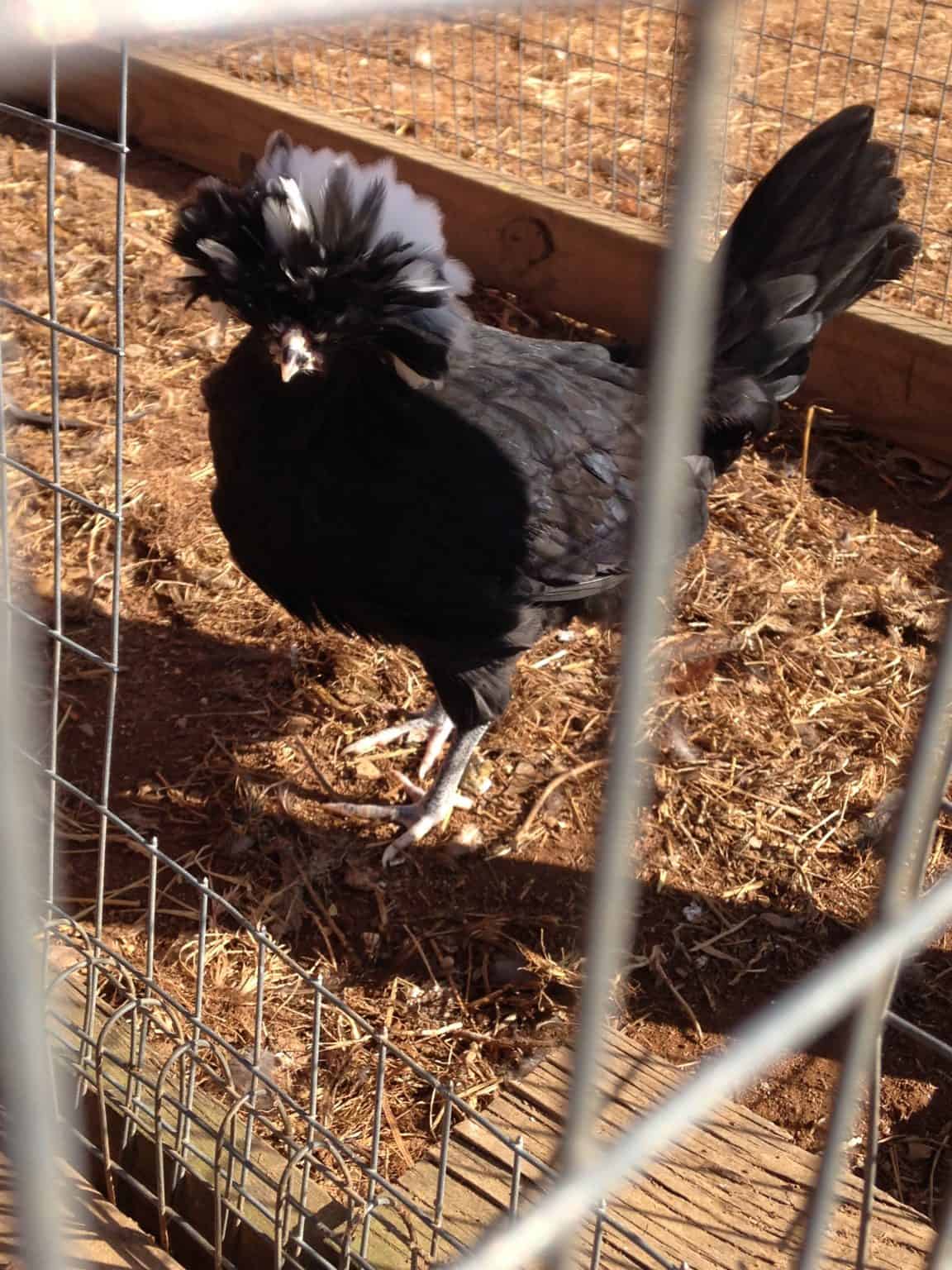 All About The Polish Chicken: The Ultimate Guide | Mranimal Farm