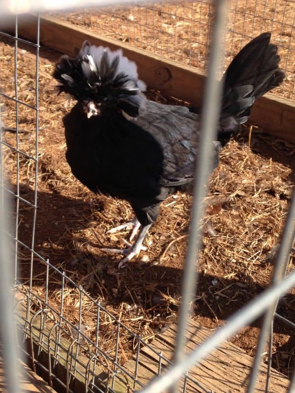 All About The Polish Chicken: The Ultimate Guide | Mranimal Farm