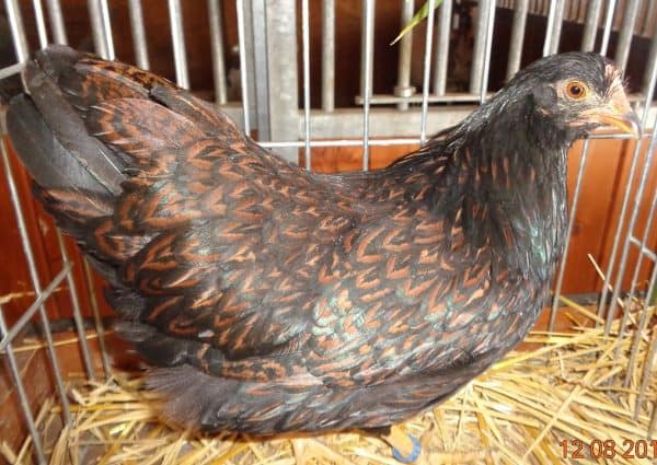 Barnevelder Chickens: The Ultimate Guide - Mranimal Farm