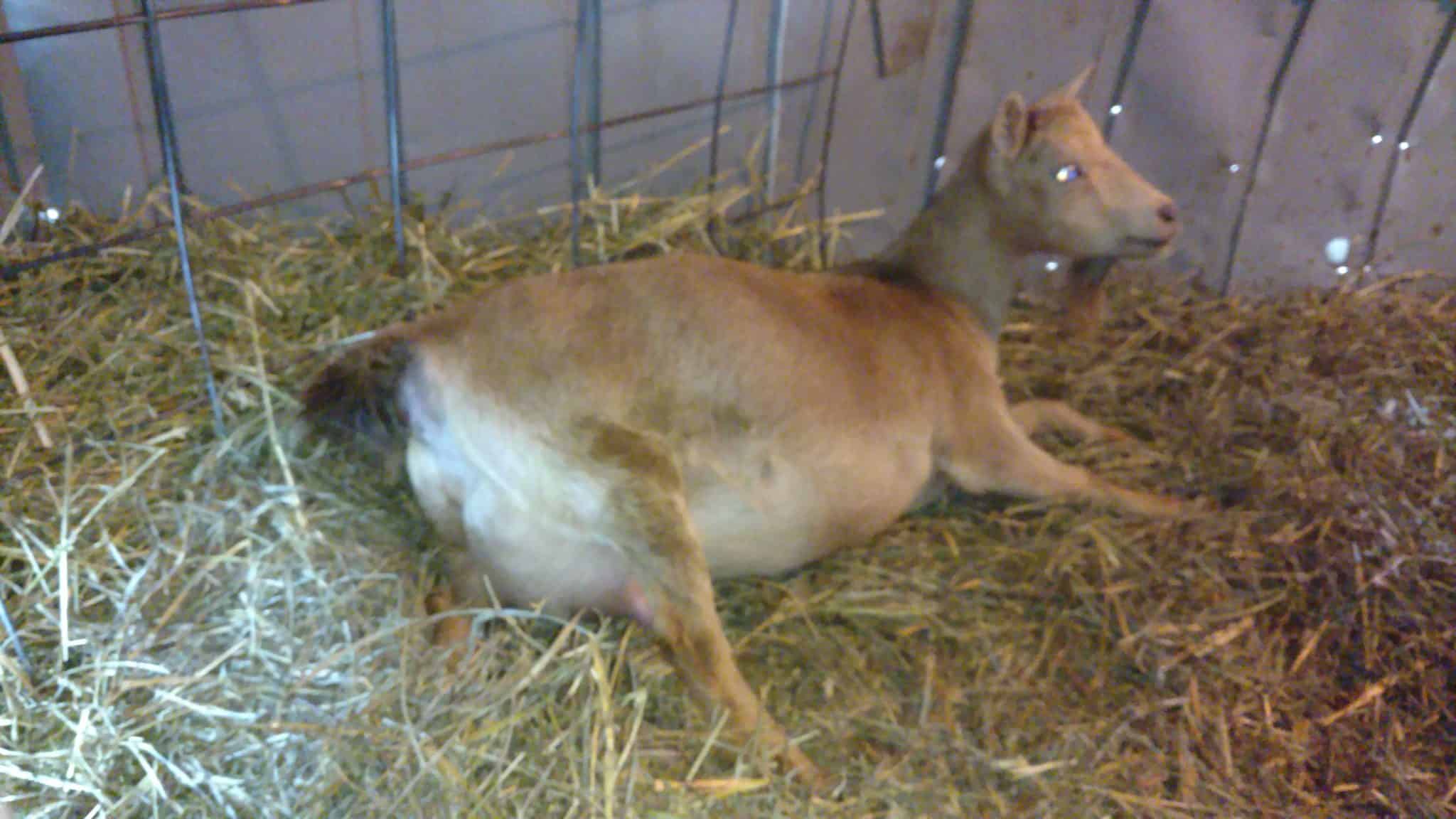 Goat Labor Signs: 15+ Signs Your Goat May Be Ready to Kid