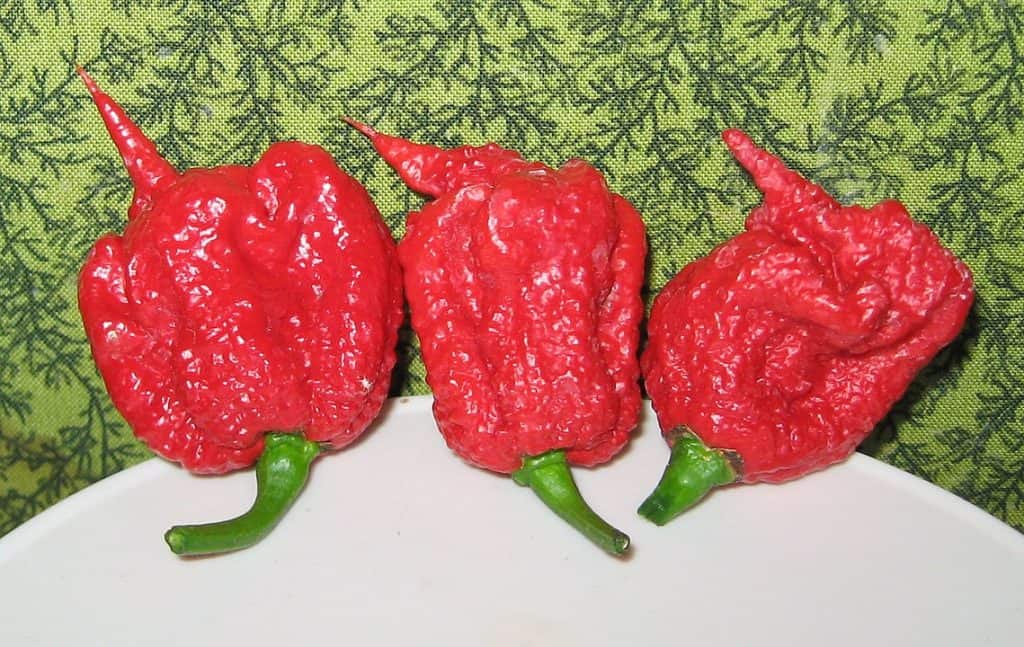 Types of Peppers: Pepper Varieties You Should Try - Mranimal Farm