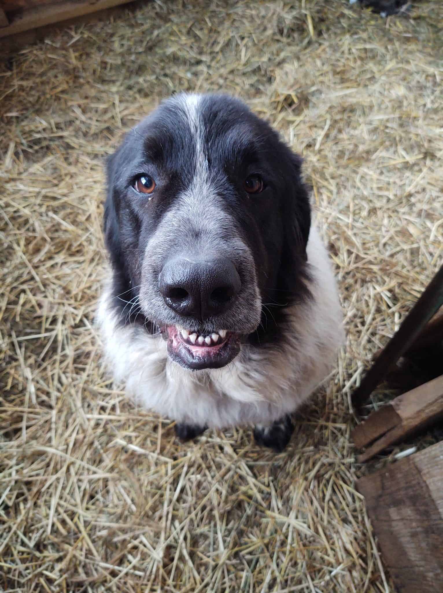 Karakachan Livestock Guard Dogs: The Ultimate Guide - Mranimal Farm
