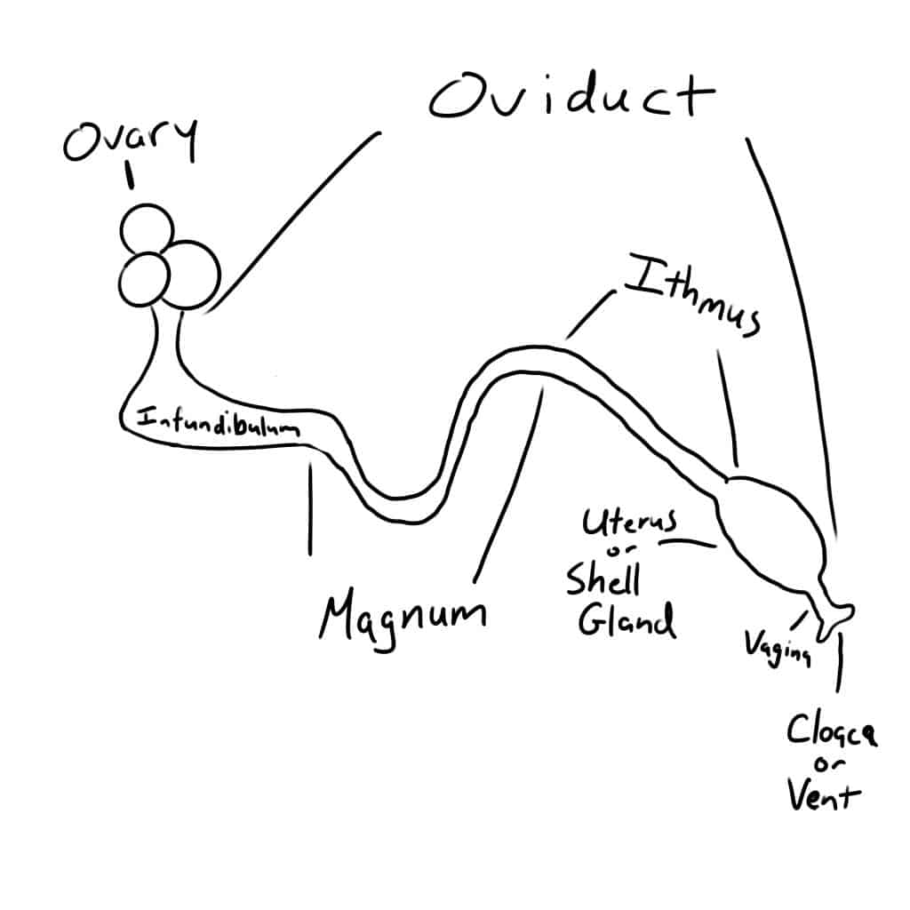How Do Chickens Mate?: A Play-by-Play Guide - Mranimal Farm