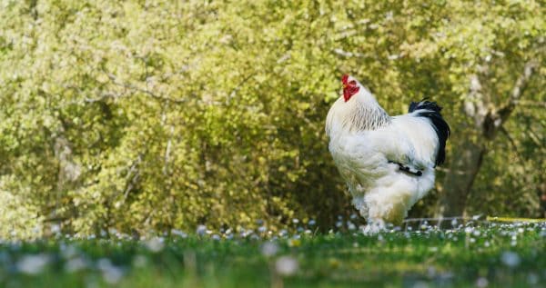 The Largest Chicken Breeds: 12 Huge Chickens! - Mranimal Farm