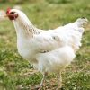 The Amberlink Chicken - The Ultimate Guide - Mranimal Farm