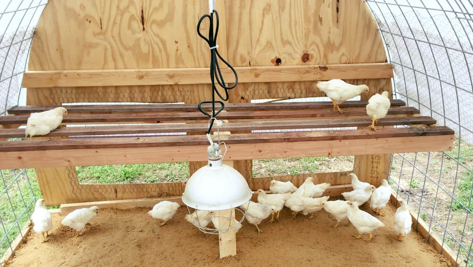 The Amberlink Chicken - The Ultimate Guide - Mranimal Farm