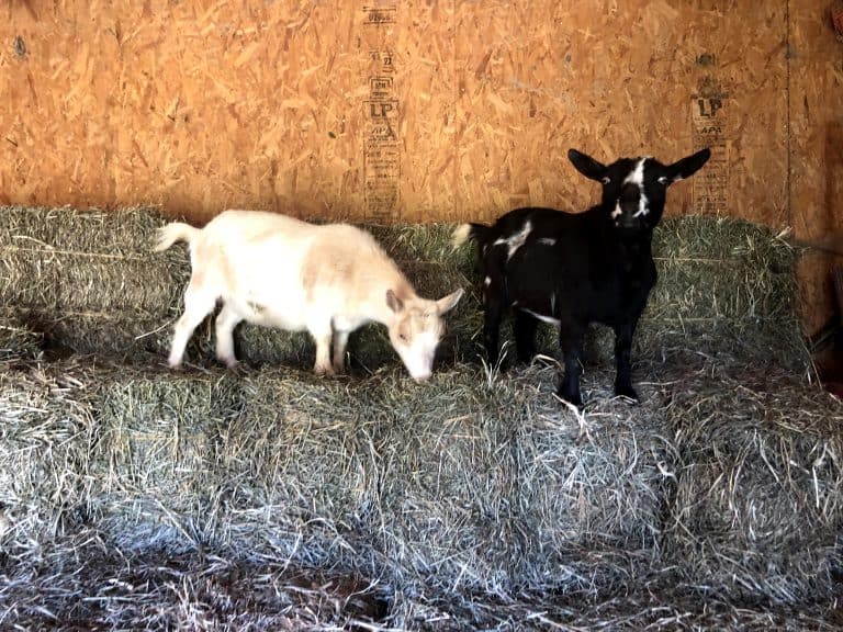 Miniature Goats: The Ultimate Guide - Mranimal Farm