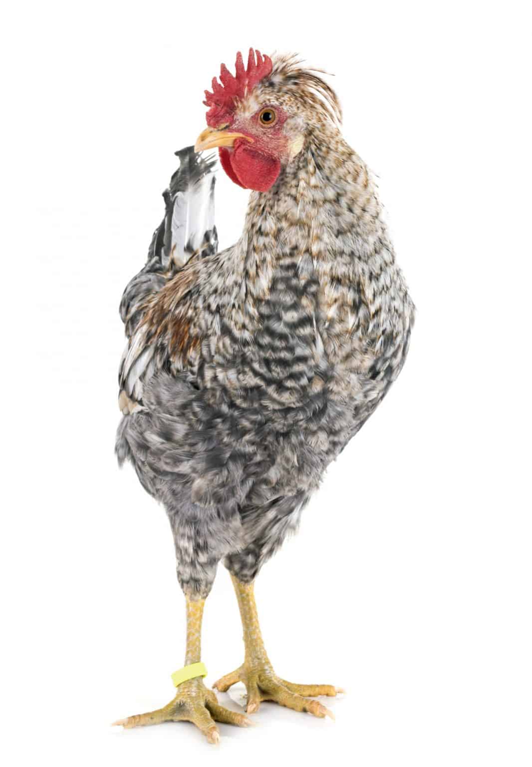 Cream Legbar Chickens - Mranimal Farm