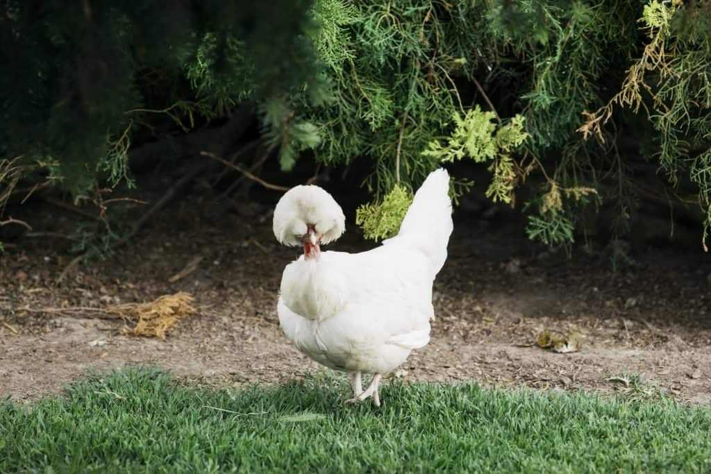 Crested Chicken Breeds - Mranimal Farm