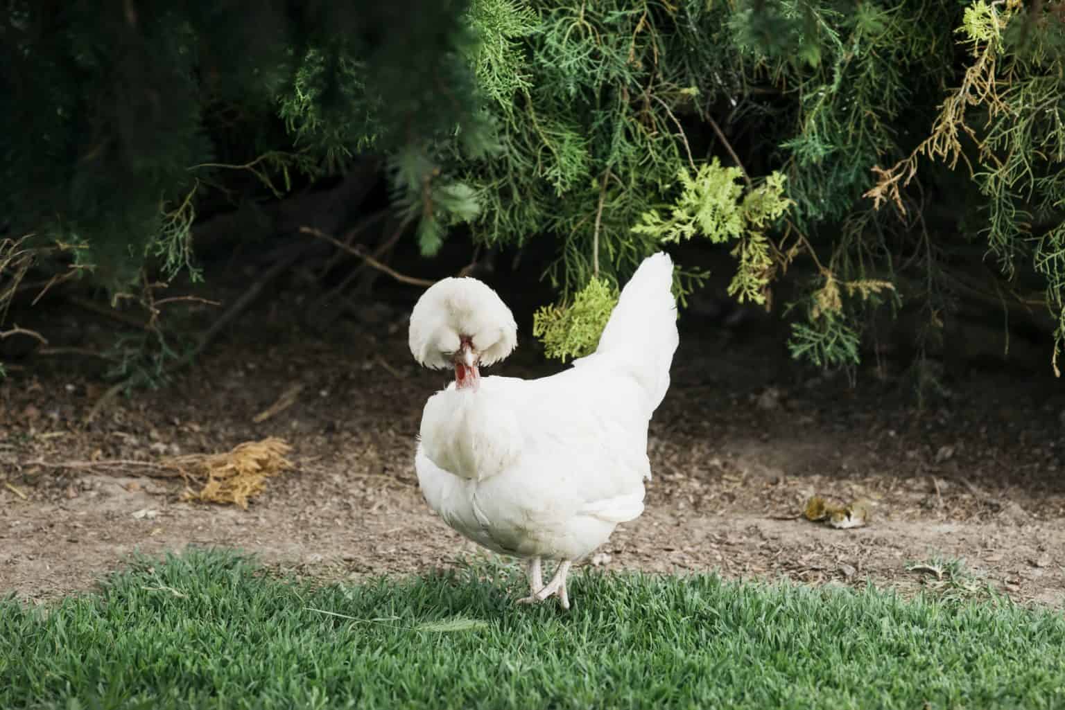 Crested Chicken Breeds - Mranimal Farm