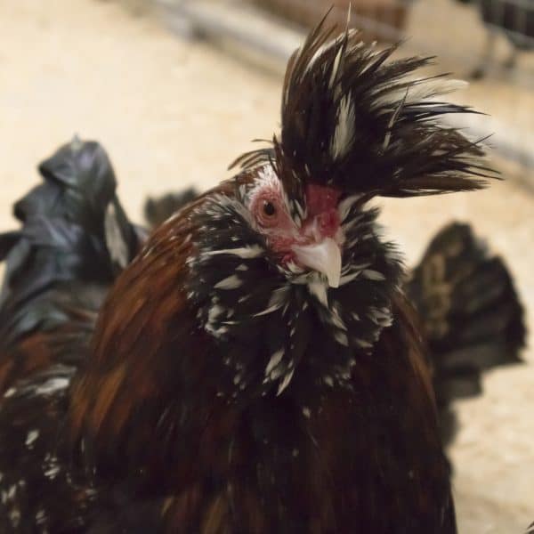 Crested Chicken Breeds - Mranimal Farm