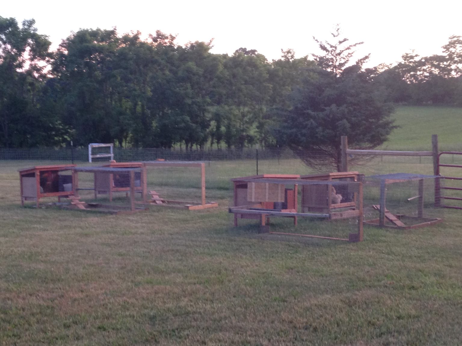 Create A Predator Proof Chicken Coop & Run - Mranimal Farm