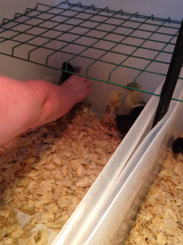 Raising Baby Chicks - A How-To Guide For The Homesteader