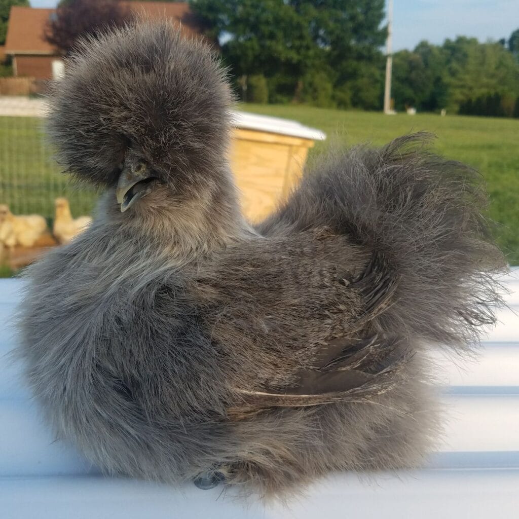 Bantam Chickens - types, breeds and special care - Mranimal Farm