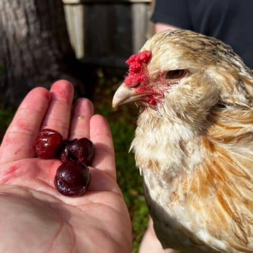 Can Chickens Eat Cherries? A Chicken Treat Guide | Mranimal Farm