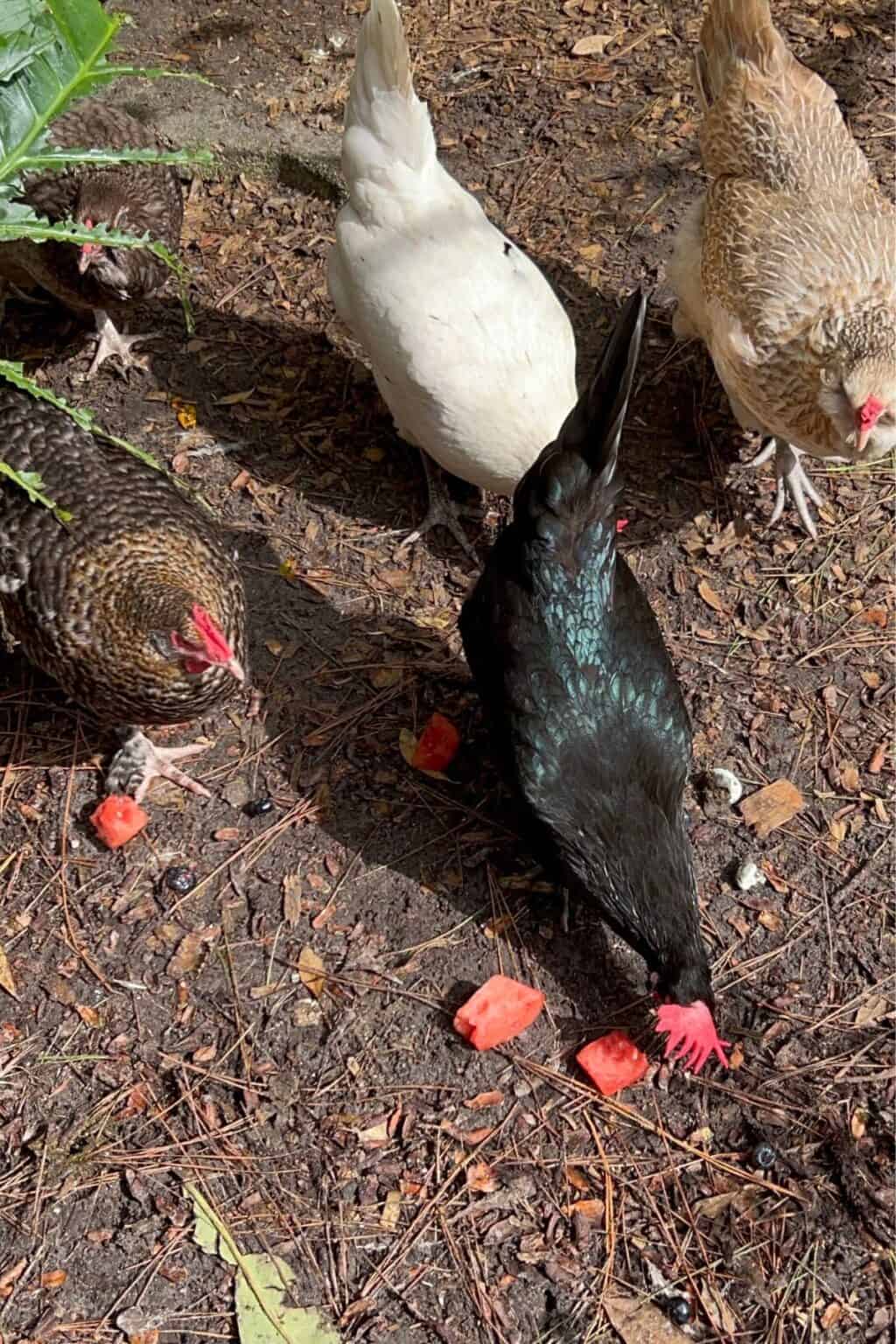 Can Chickens Eat Watermelon? - Mranimal Farm