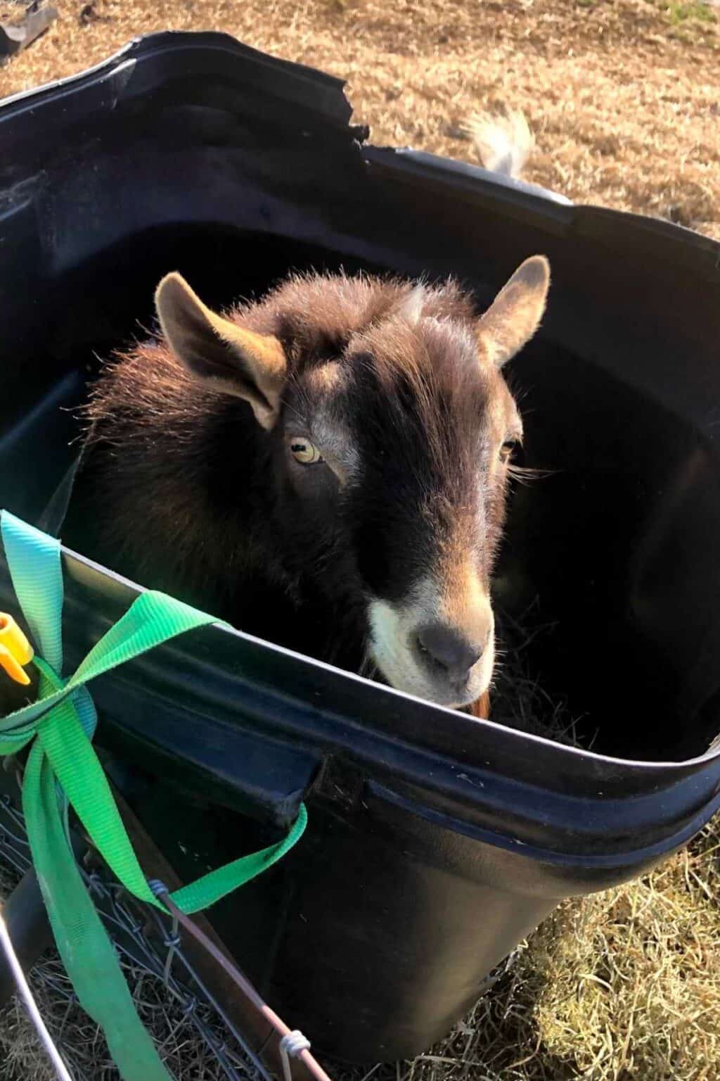DIY Goat Hay Feeder Ideas - Mranimal Farm